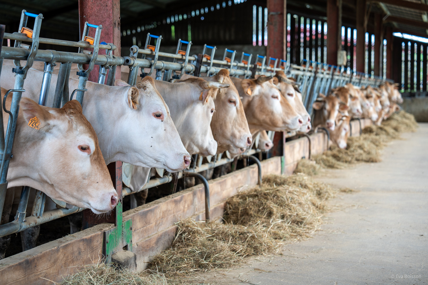 SOGEN – Coopérative Spécialiste de la gestion de la reproduction